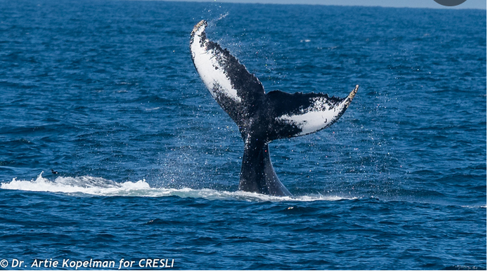 Offshore Great South Channel Whale Watch | Viking Fleet