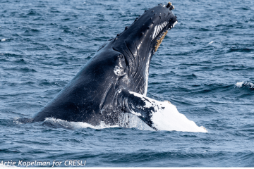 Offshore Great South Channel Whale Watch | Viking Fleet