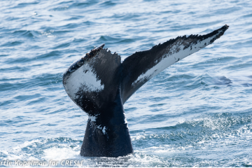Offshore Great South Channel Whale Watch | Viking Fleet